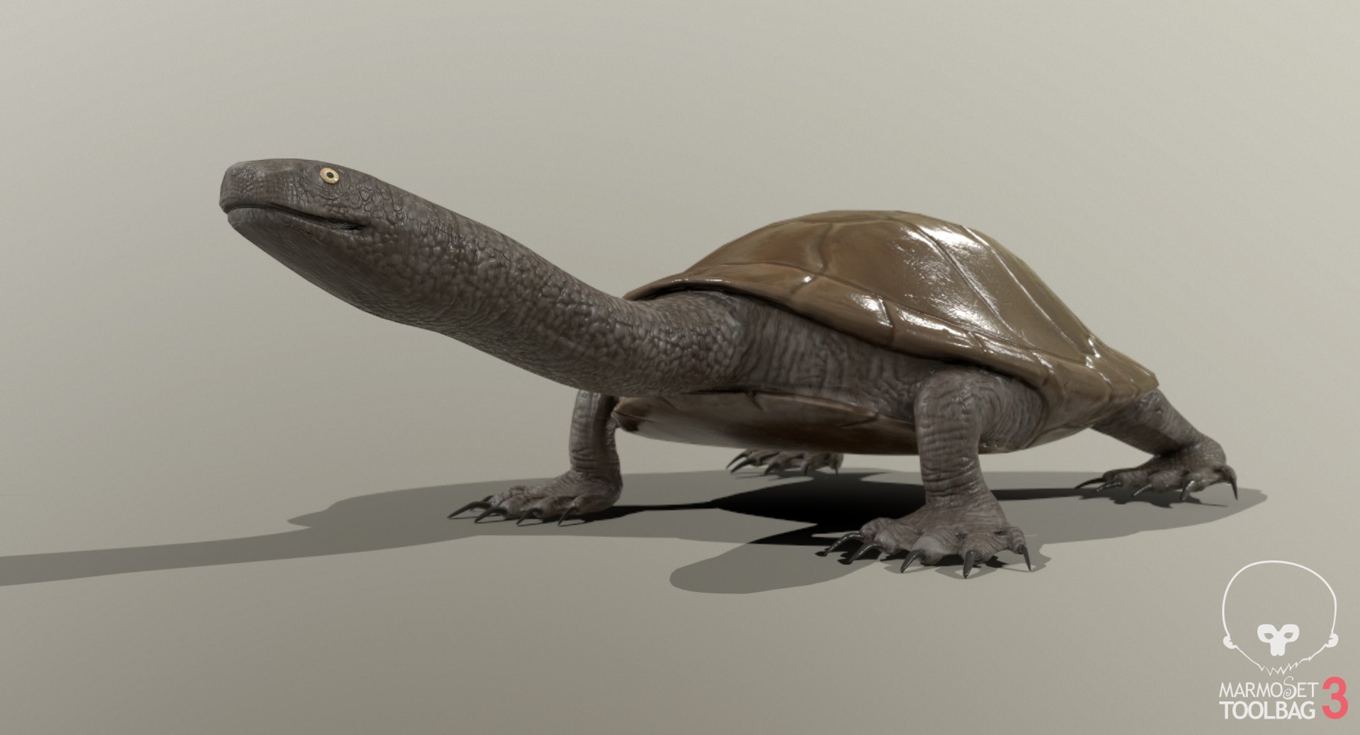 3D Model Snake Necked Turtle - TurboSquid 1331880