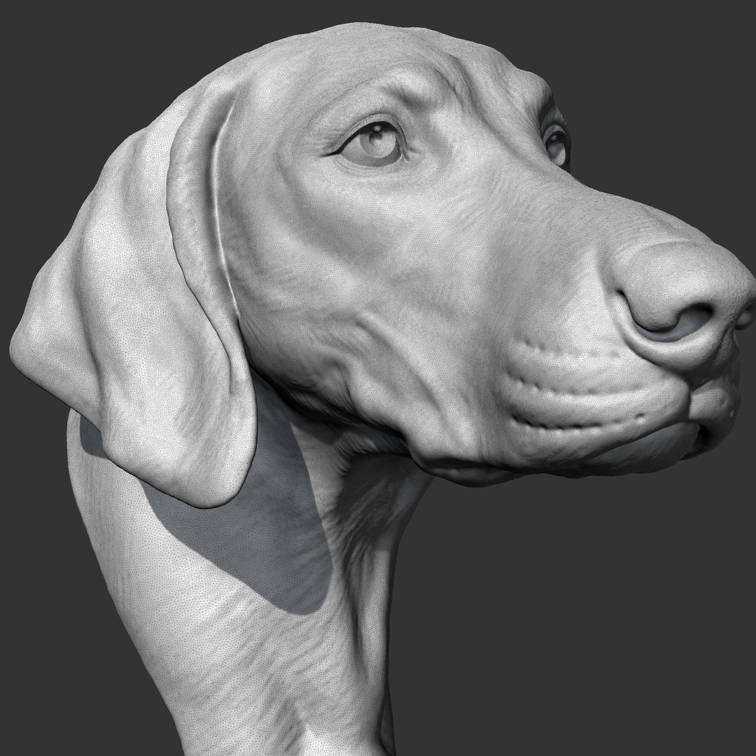 Weimaraner Head AM10 3D print model 3D - TurboSquid 2065460