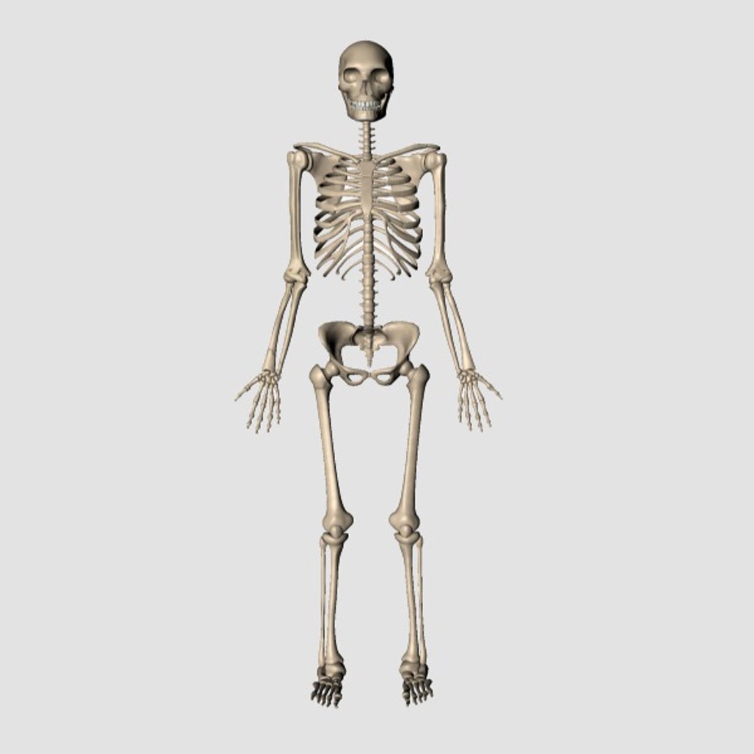 3d male skeleton model