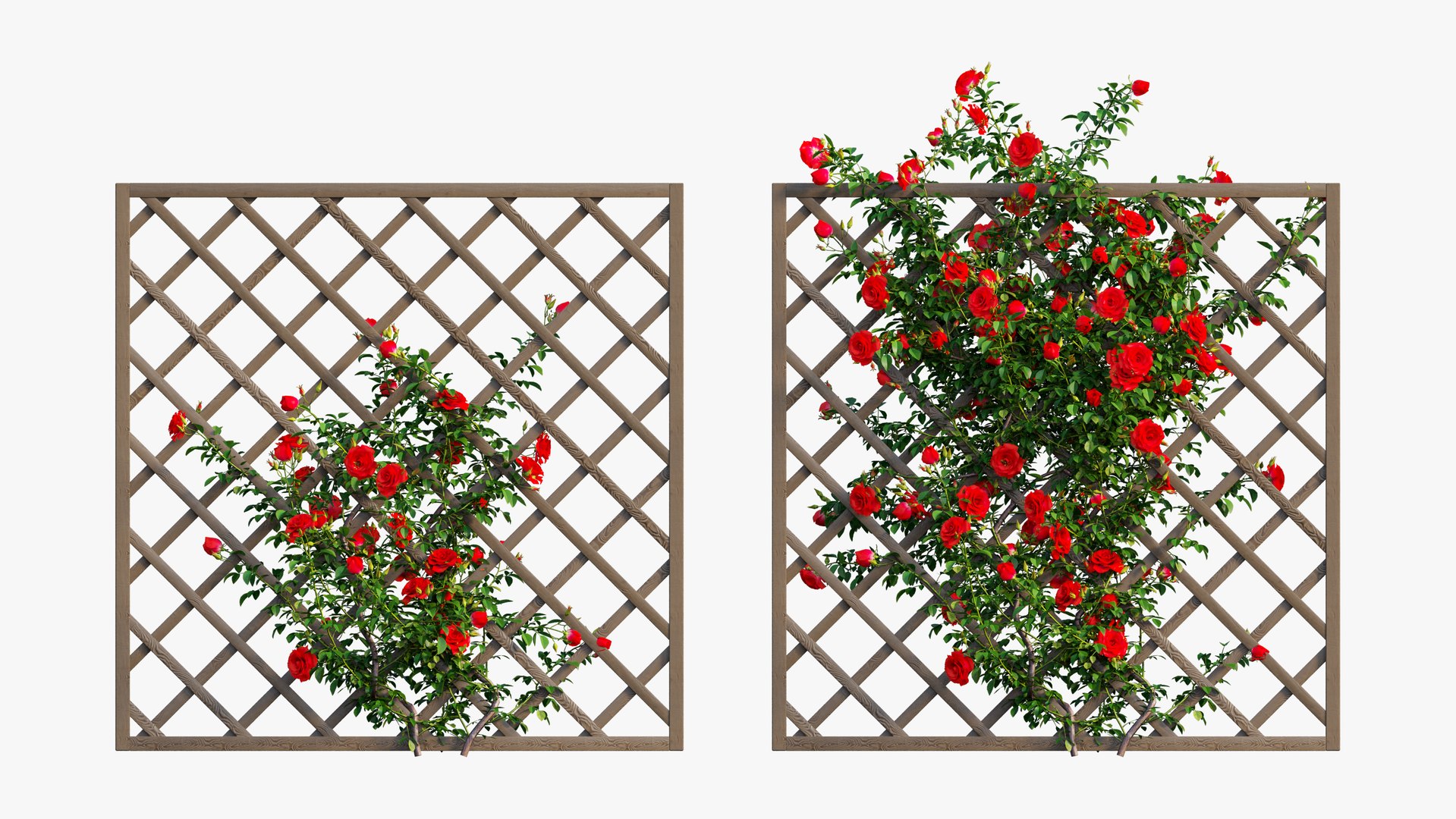 3D Plant Rose Set 17 - TurboSquid 1544812