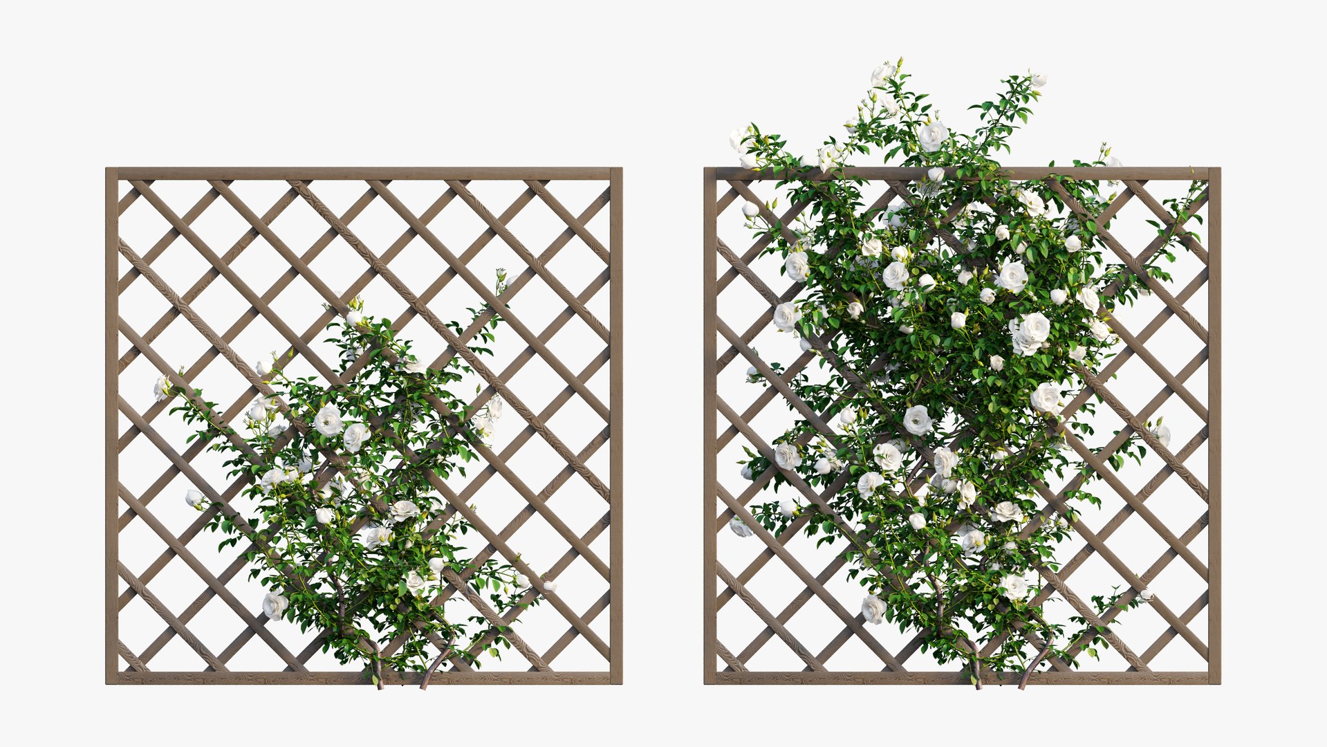 3D Plant Rose Set 17 - TurboSquid 1544812