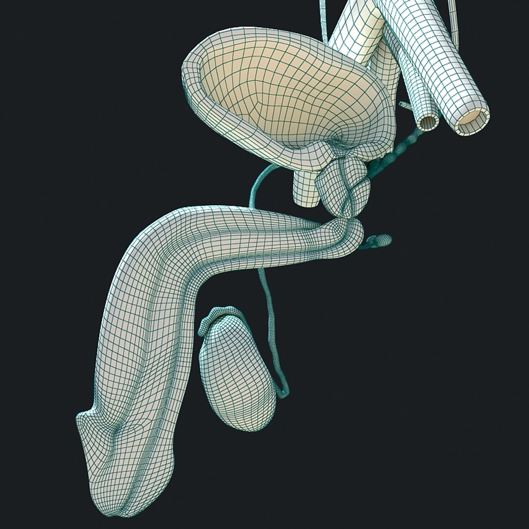 3d Max Male Reproductive