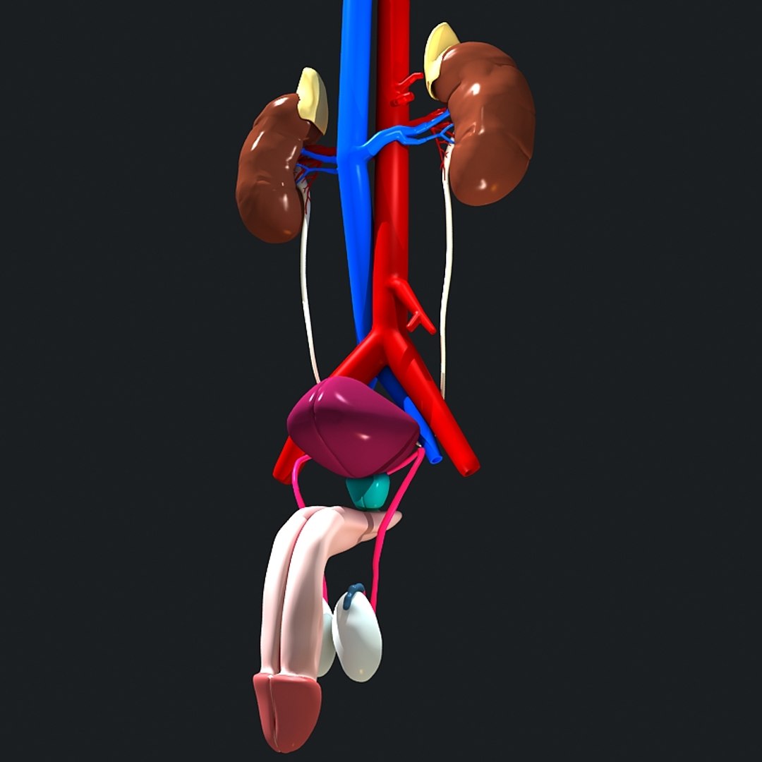 3d Max Male Reproductive