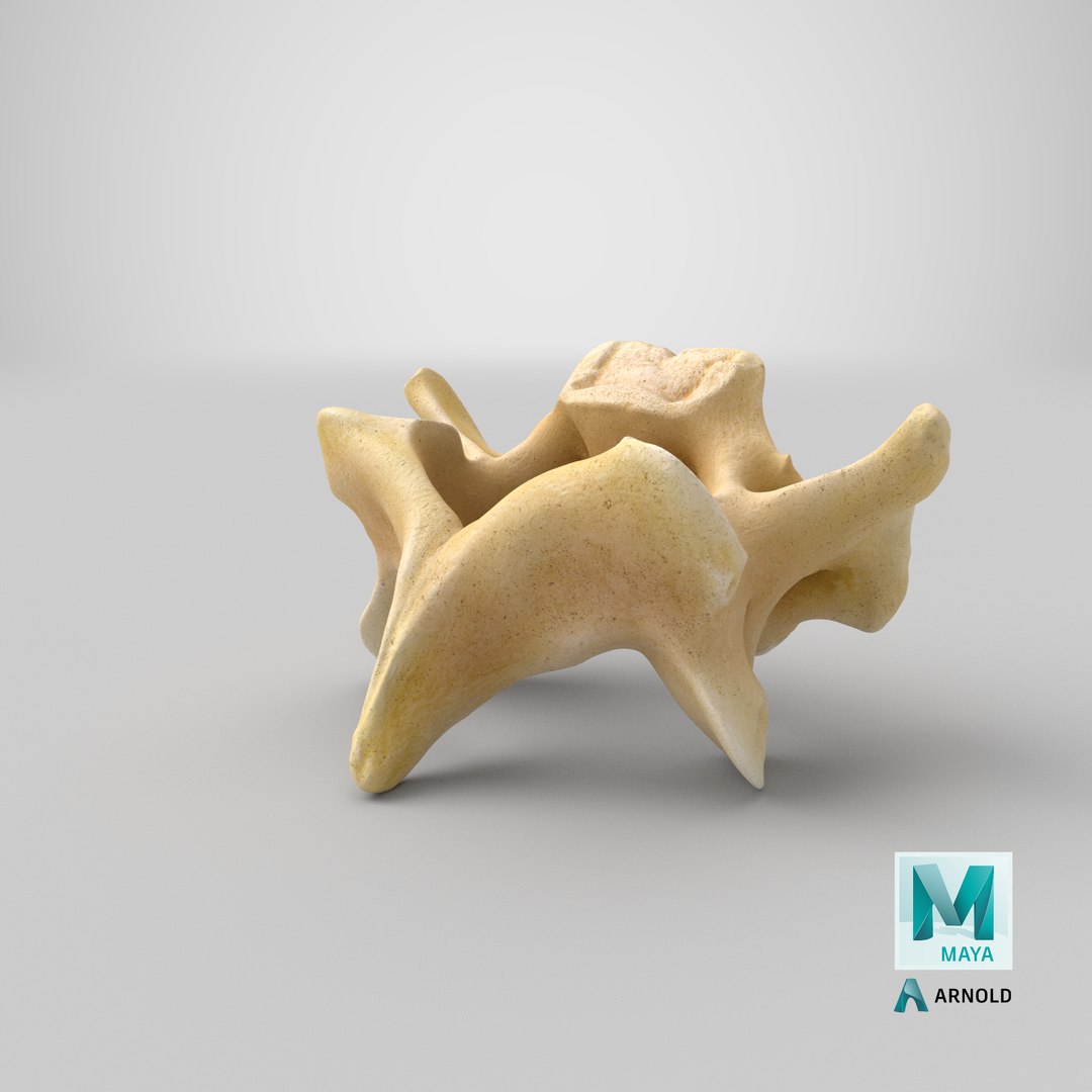 Kangaroo Red Necked Wallaby Cervical Vertebrae C5 3D Model - TurboSquid ...