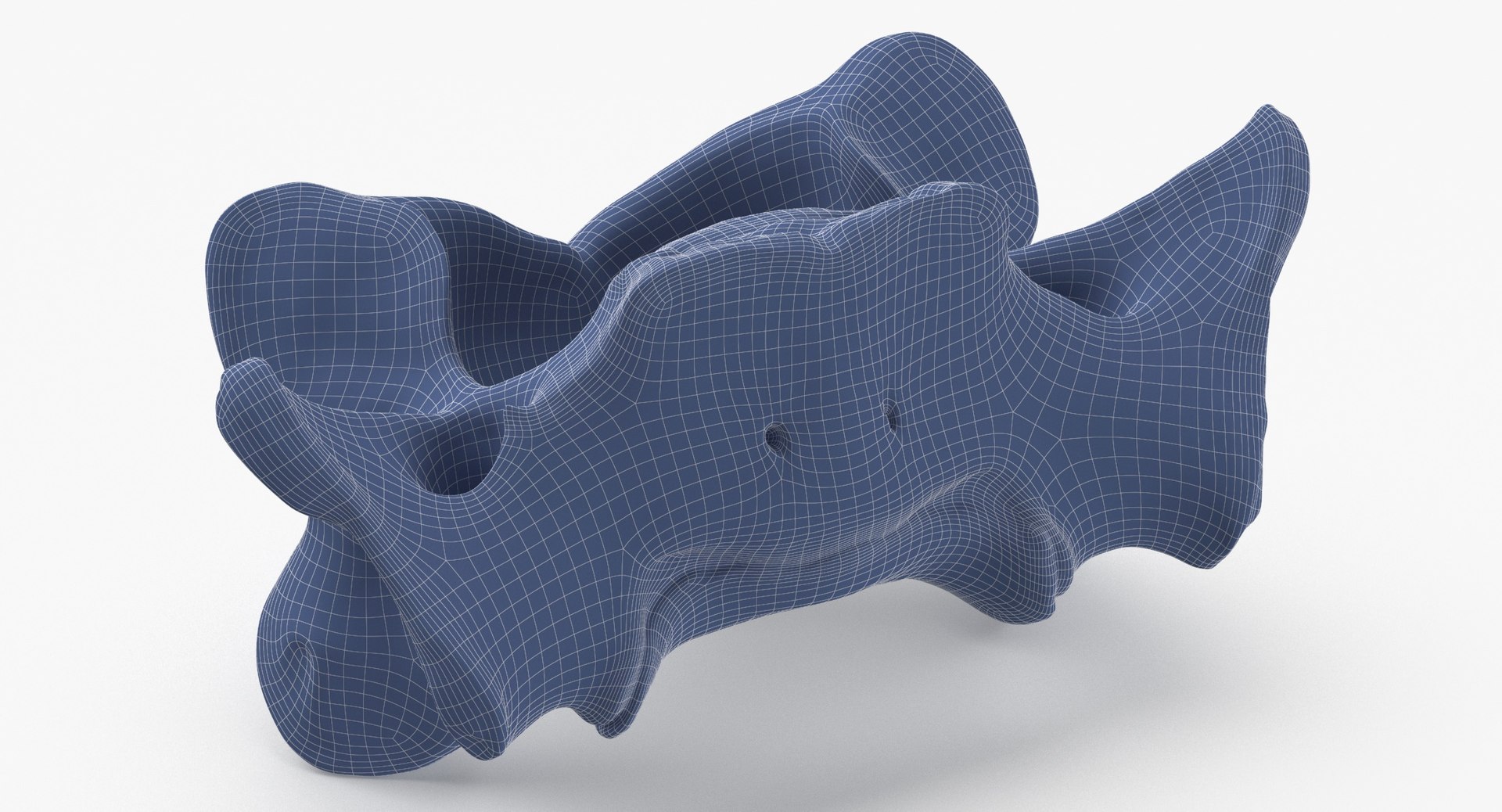 Kangaroo Red Necked Wallaby Cervical Vertebrae C5 3D Model - TurboSquid ...