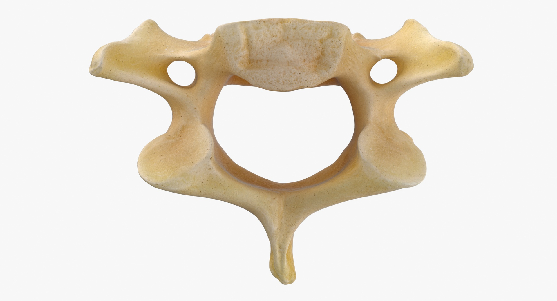 Kangaroo Red Necked Wallaby Cervical Vertebrae C5 3D Model - TurboSquid ...
