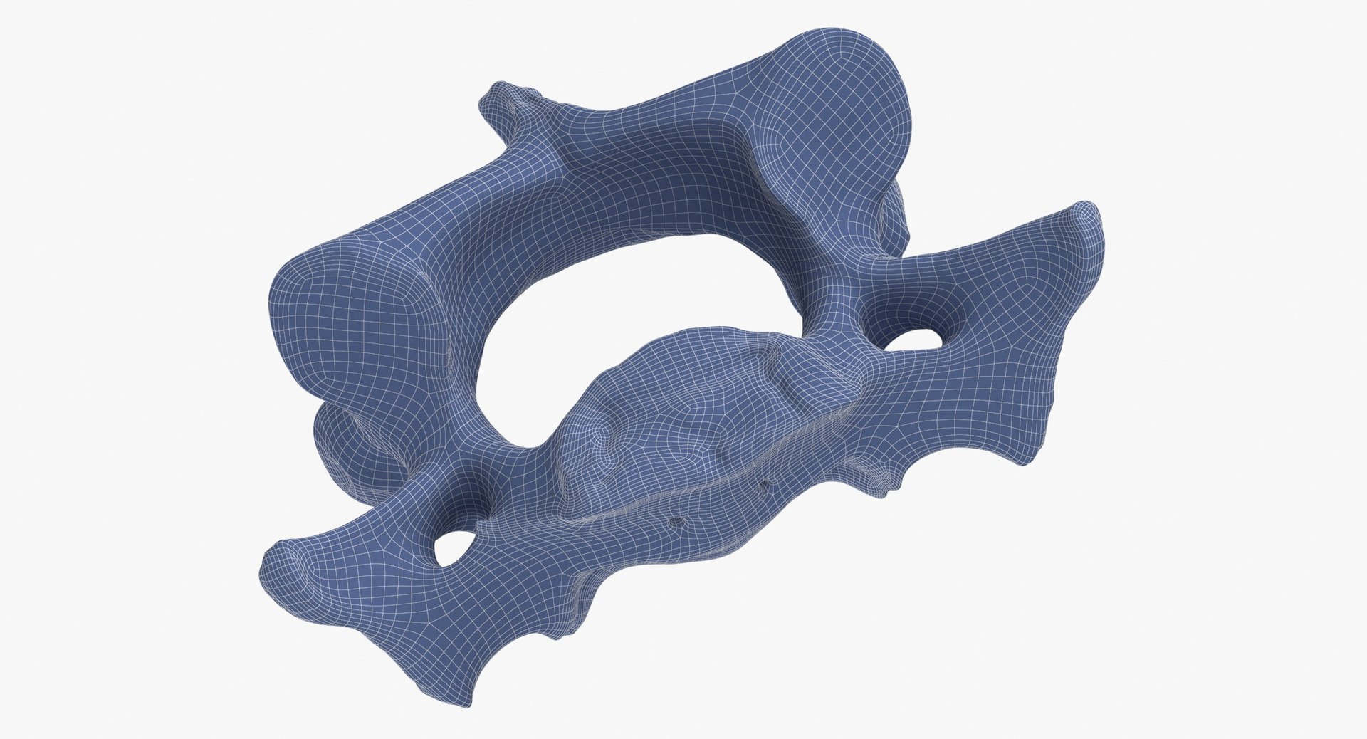 Kangaroo Red Necked Wallaby Cervical Vertebrae C5 3D Model - TurboSquid ...