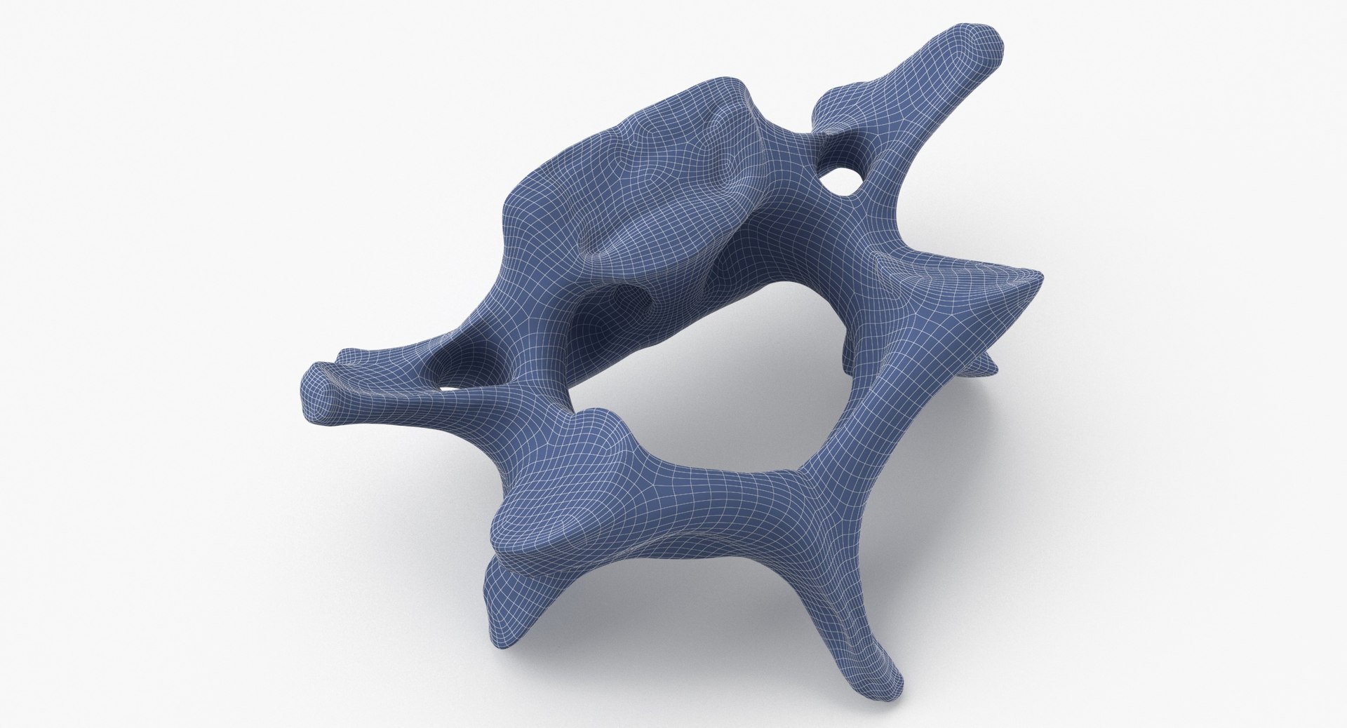 Kangaroo Red Necked Wallaby Cervical Vertebrae C5 3D Model - TurboSquid ...