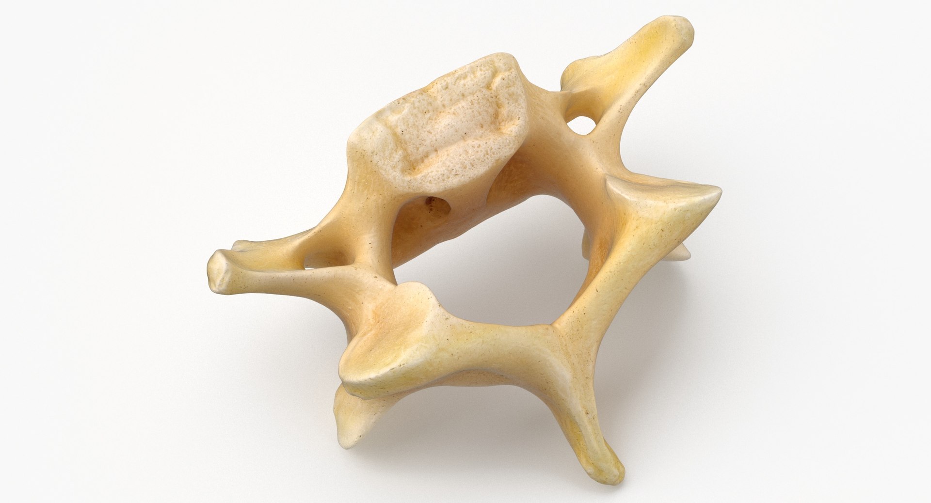Kangaroo Red Necked Wallaby Cervical Vertebrae C5 3D model - TurboSquid ...