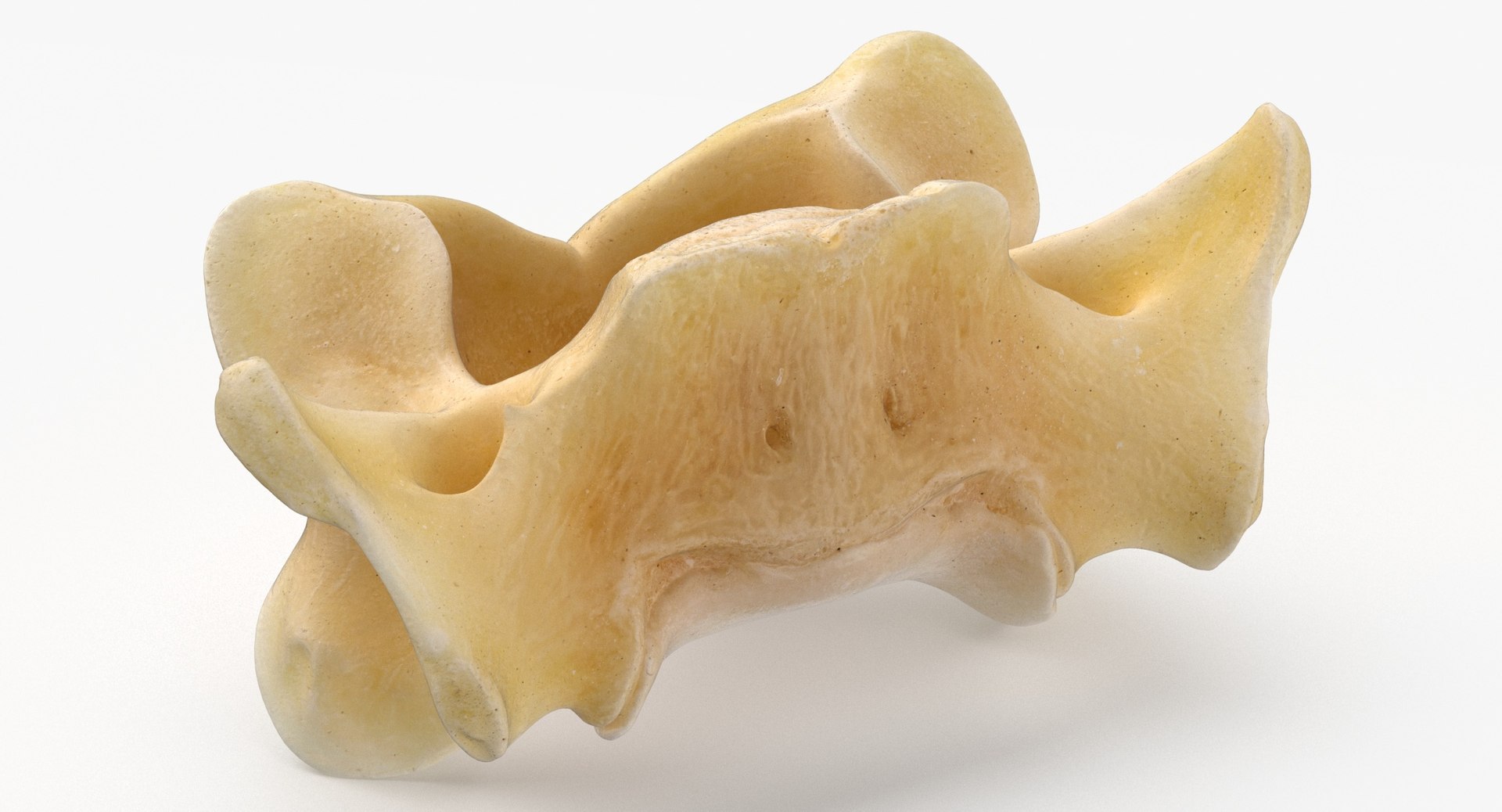 Kangaroo Red Necked Wallaby Cervical Vertebrae C5 3D Model - TurboSquid ...