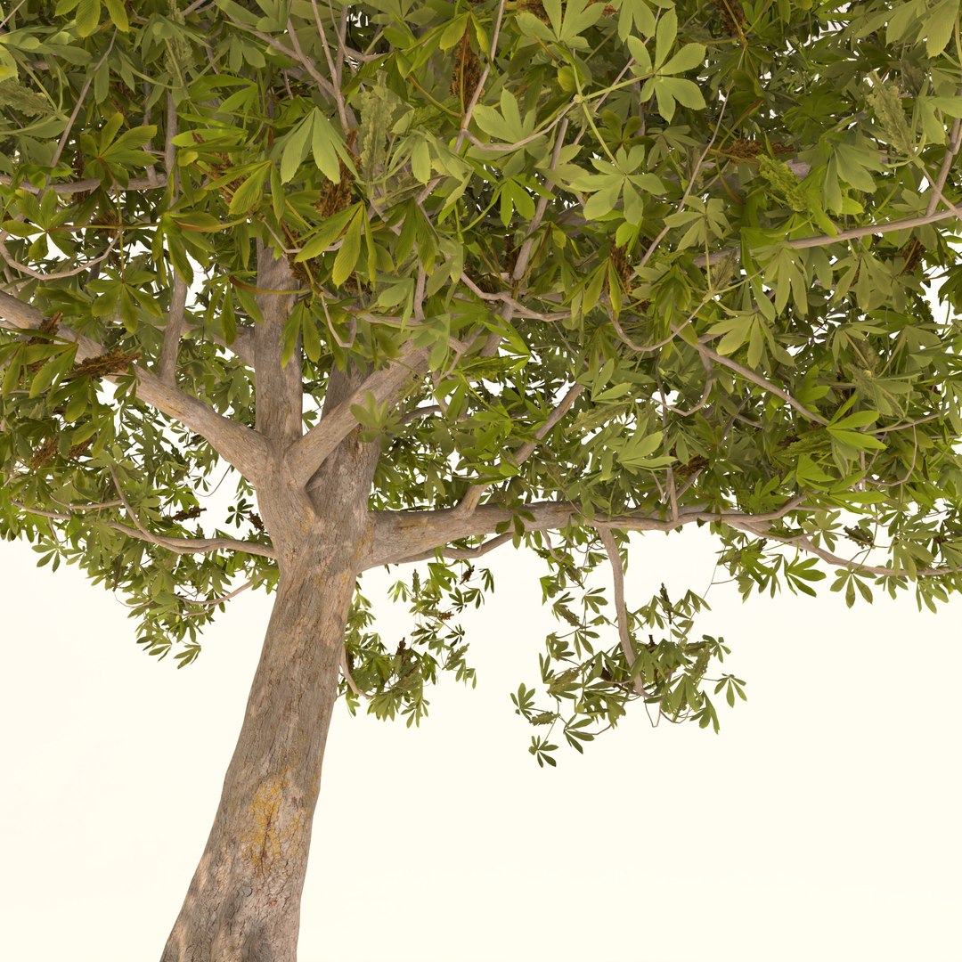 Chestnut Tree Model - TurboSquid 1736549