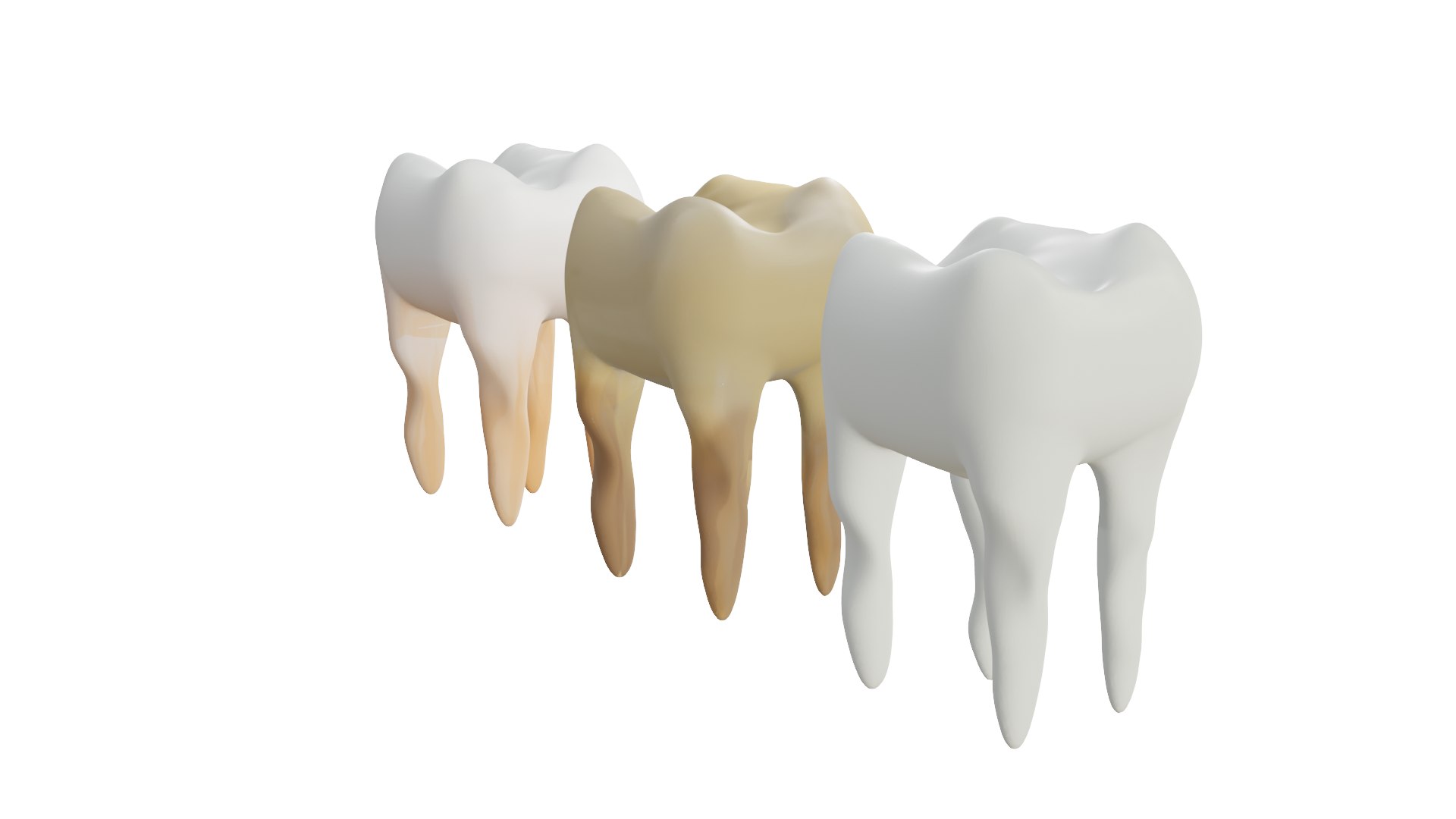 3D Molar Teeth - TurboSquid 2205597
