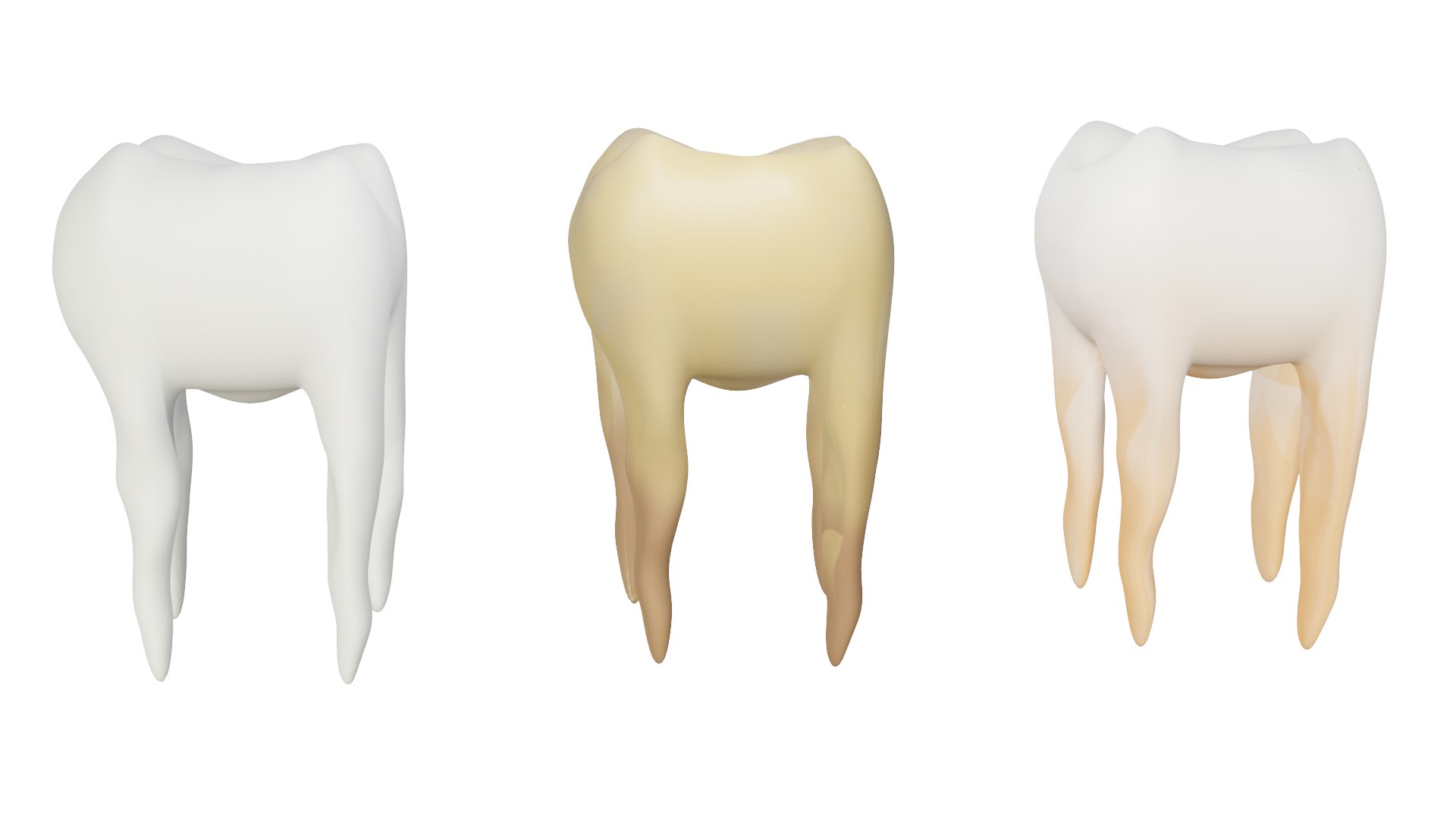 3D Molar Teeth - TurboSquid 2205597