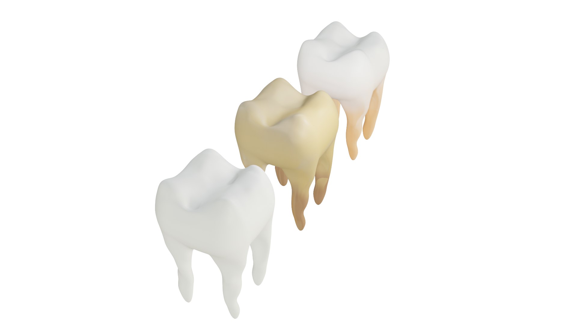 3D Molar Teeth - TurboSquid 2205597