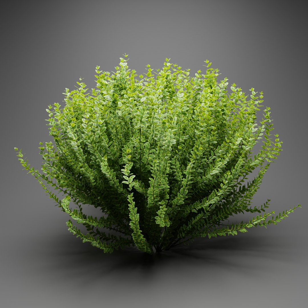 Evergreen Spindle Bushes Collection Vol 232-Blender-3dmodel 3D Model ...