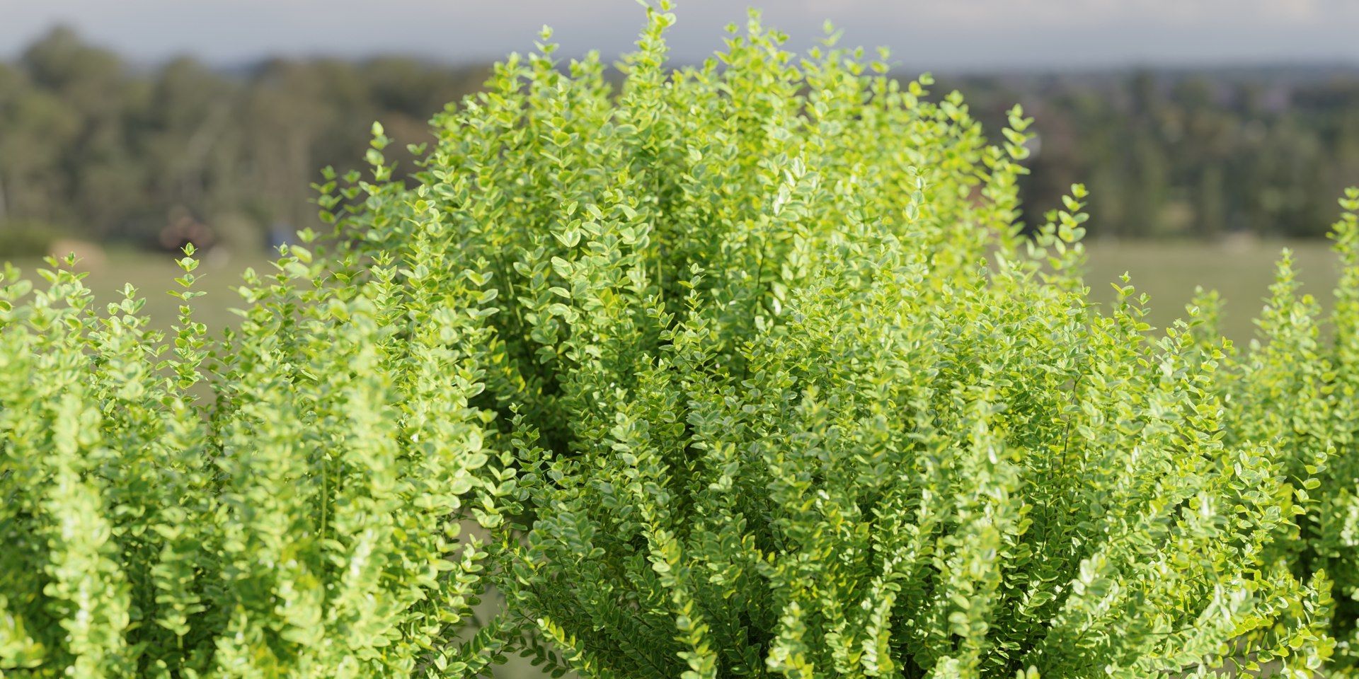 Evergreen Spindle Bushes Collection Vol 232-Blender-3dmodel 3D Model ...