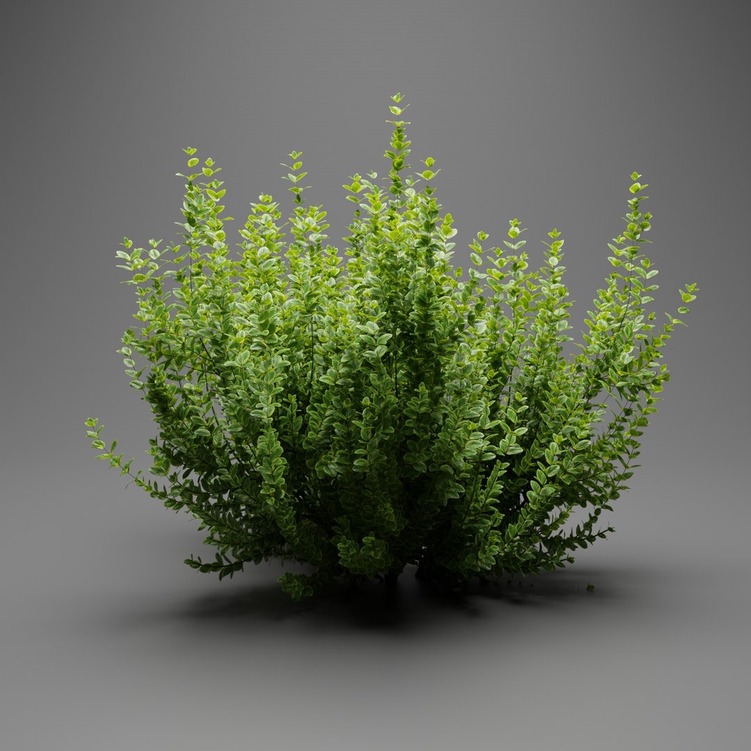 Evergreen Spindle Bushes Collection Vol 232-Blender-3dmodel 3D Model ...