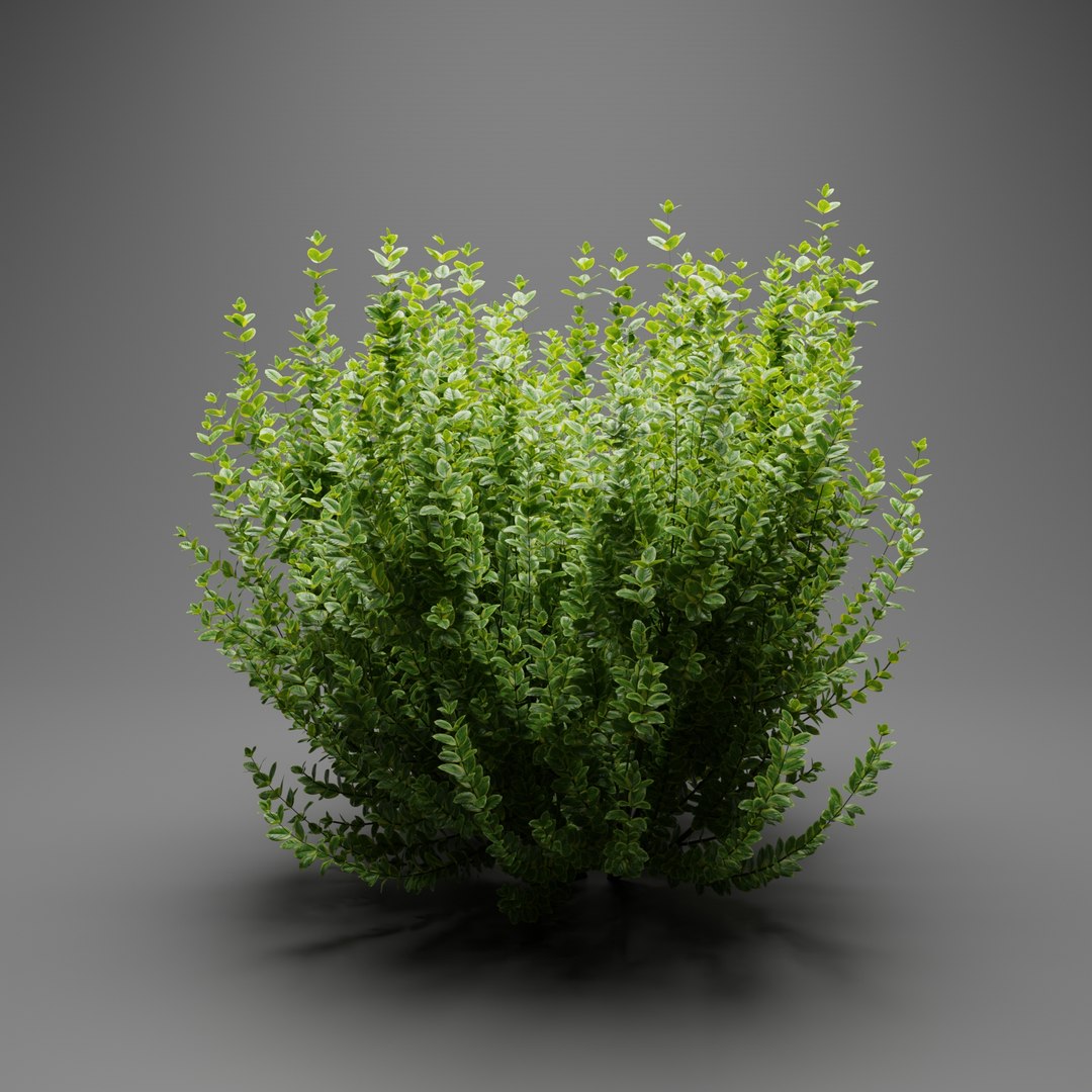 Evergreen Spindle Bushes Collection Vol 232-Blender-3dmodel 3D Model ...