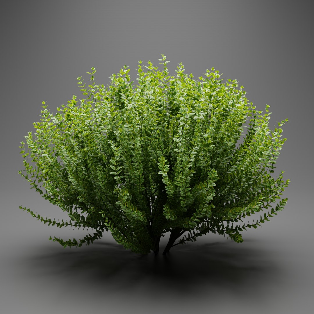 Evergreen Spindle Bushes Collection Vol 232-Blender-3dmodel 3D Model ...