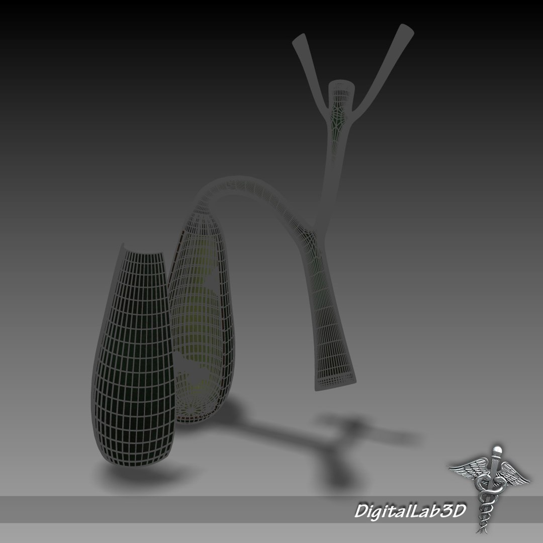 3d Model Gall Bladder Anatomy