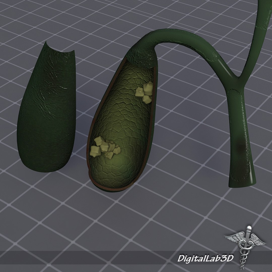 3d Model Gall Bladder Anatomy
