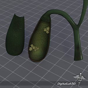 3D Gallbladder Models - Browse & Download Formats - TurboSquid