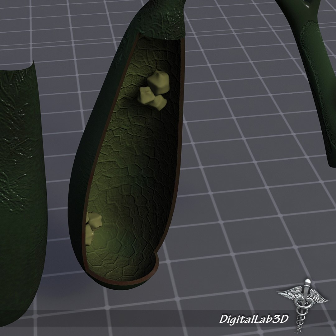 3d Model Gall Bladder Anatomy
