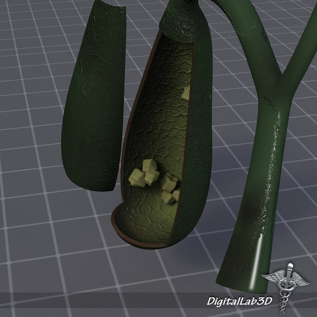 3d Model Gall Bladder Anatomy