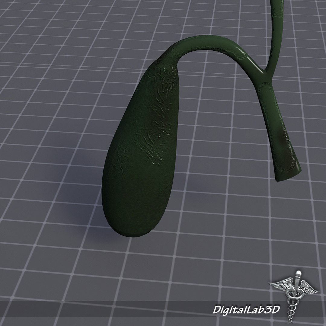 3d Model Gall Bladder Anatomy