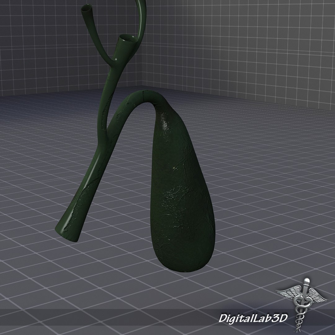 3d Model Gall Bladder Anatomy