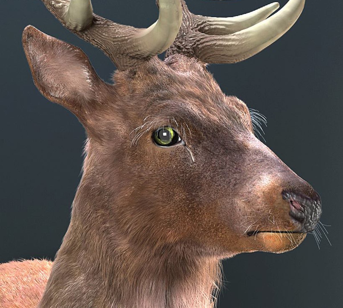 Deer Animal 3D Model - TurboSquid 1465009