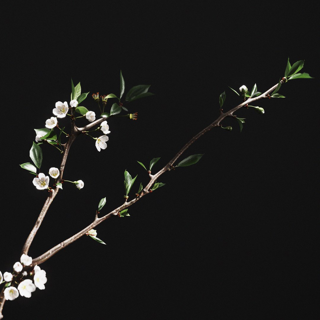 3D PBR ALUMINIUM VASES With CHERRY BRANCH By ZARA HOME Model ...