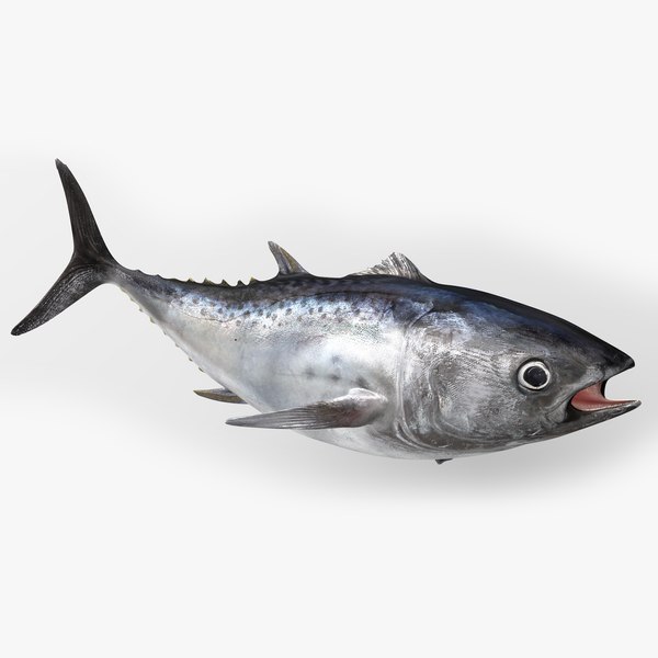 Tuna 3D Models for Download | TurboSquid