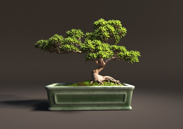3D Bonsai Models | TurboSquid