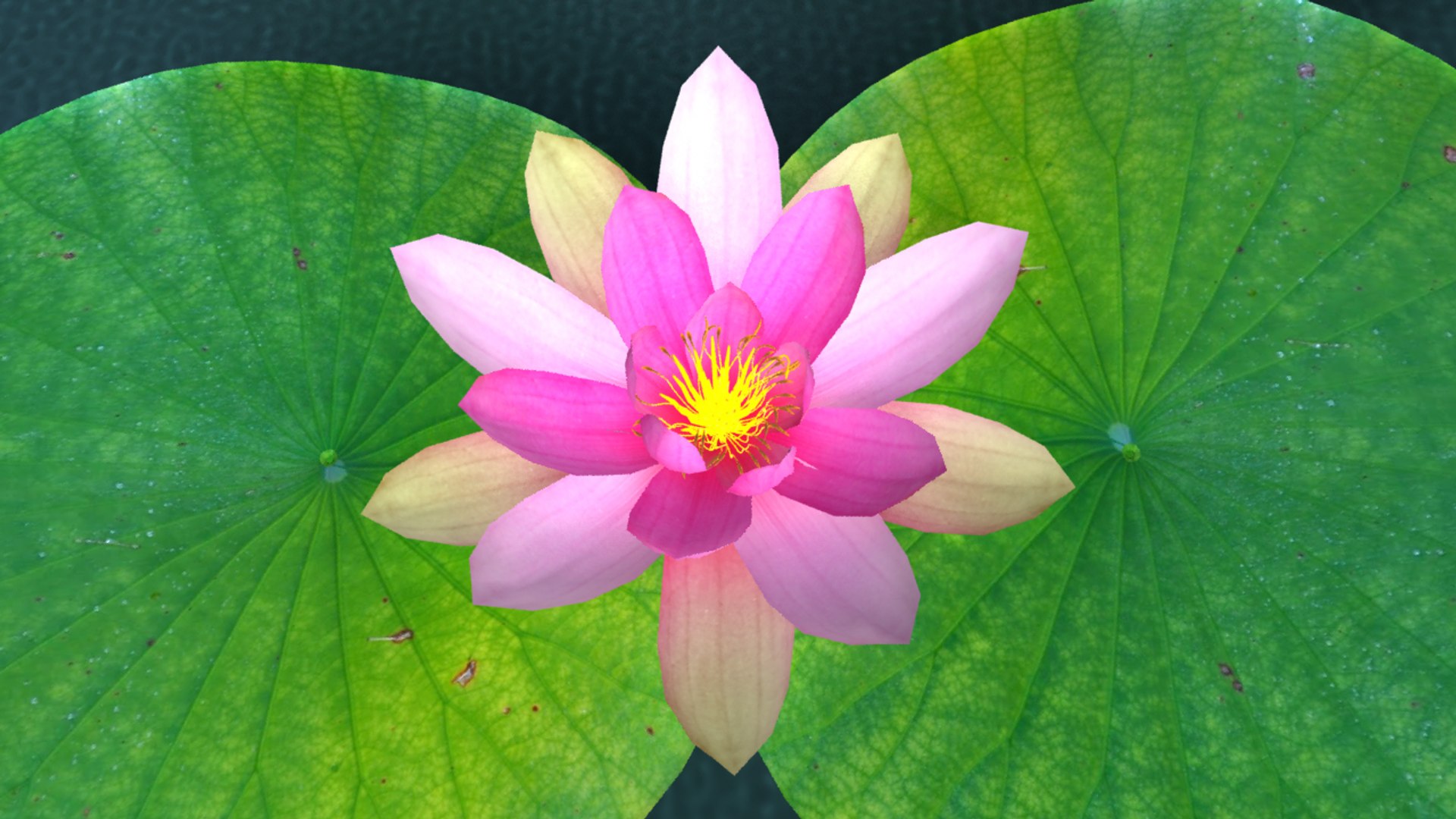 nymphaea plants 3d obj