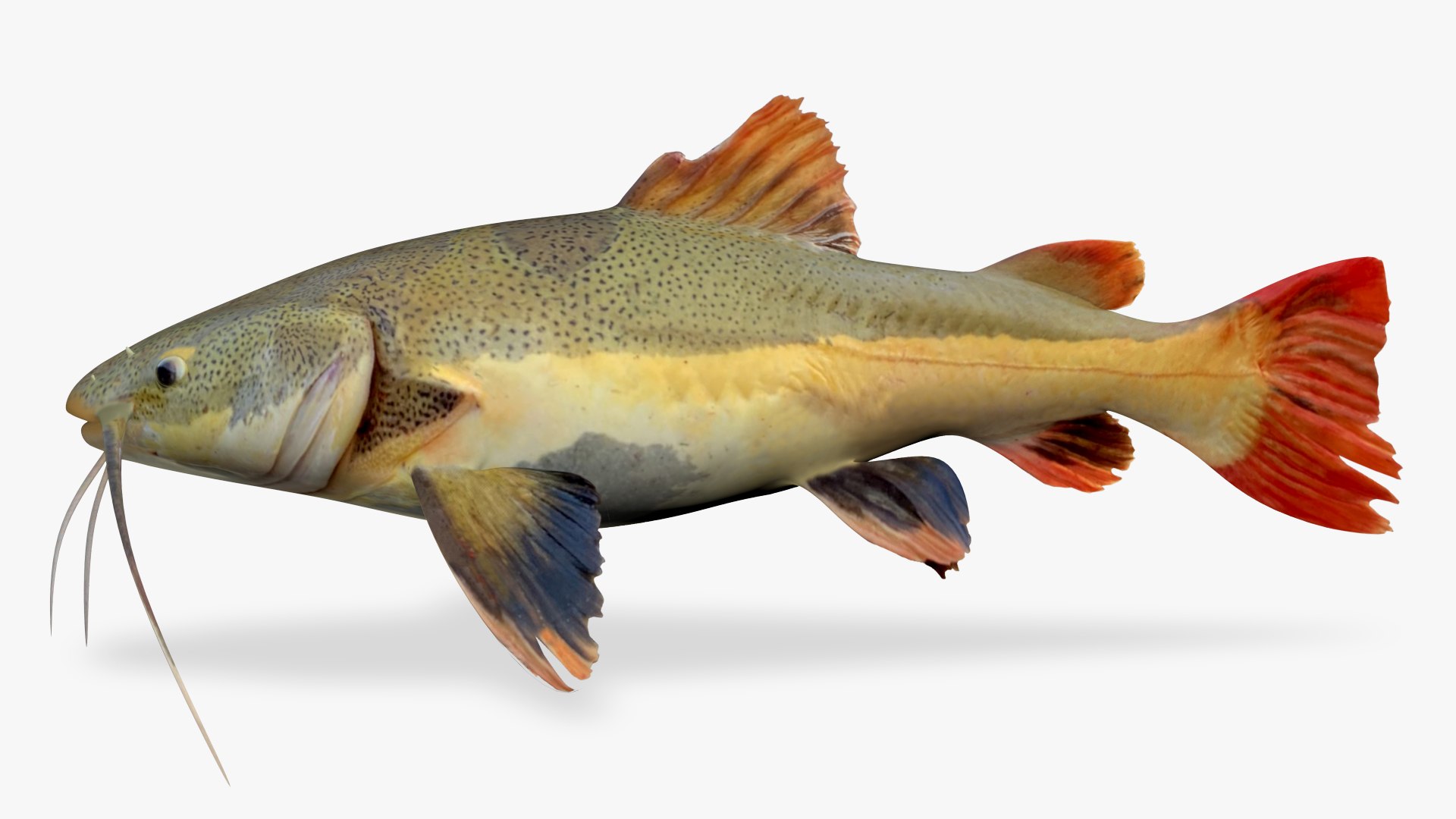 Catfish Collection 3D Model - TurboSquid 1810707