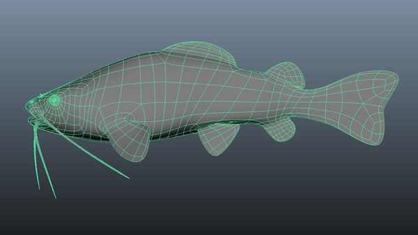 Catfish Collection 3D model - TurboSquid 1810707