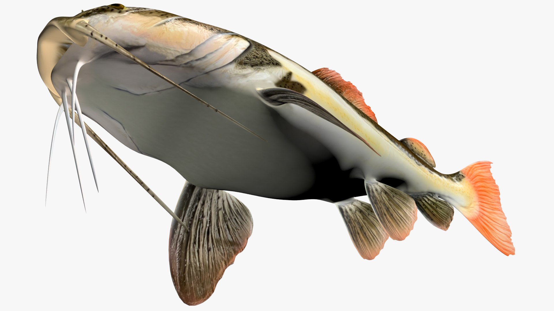 Catfish Collection 3D Model - TurboSquid 1810707