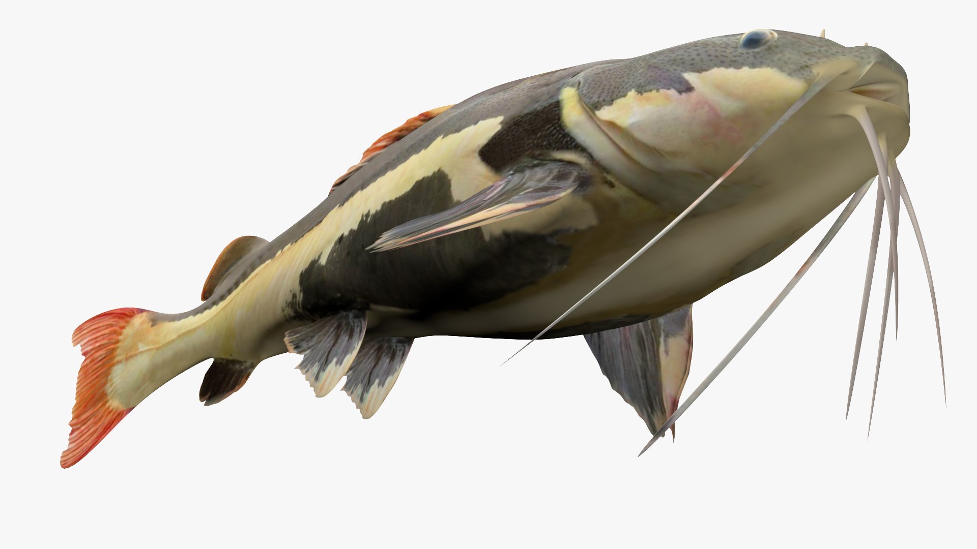 Catfish Collection 3D Model - TurboSquid 1810707