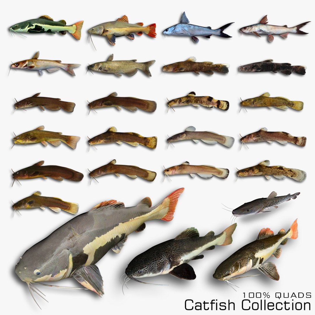 Catfish Collection 3D model - TurboSquid 1810707