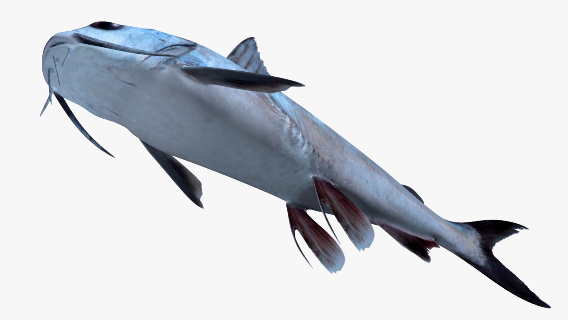 Catfish Collection 3D Model - TurboSquid 1810707