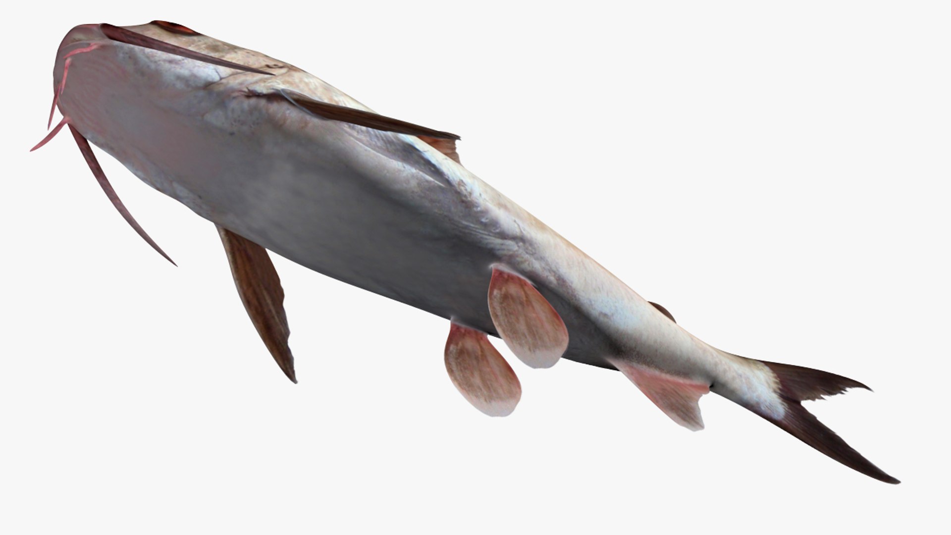 Catfish Collection 3D Model - TurboSquid 1810707