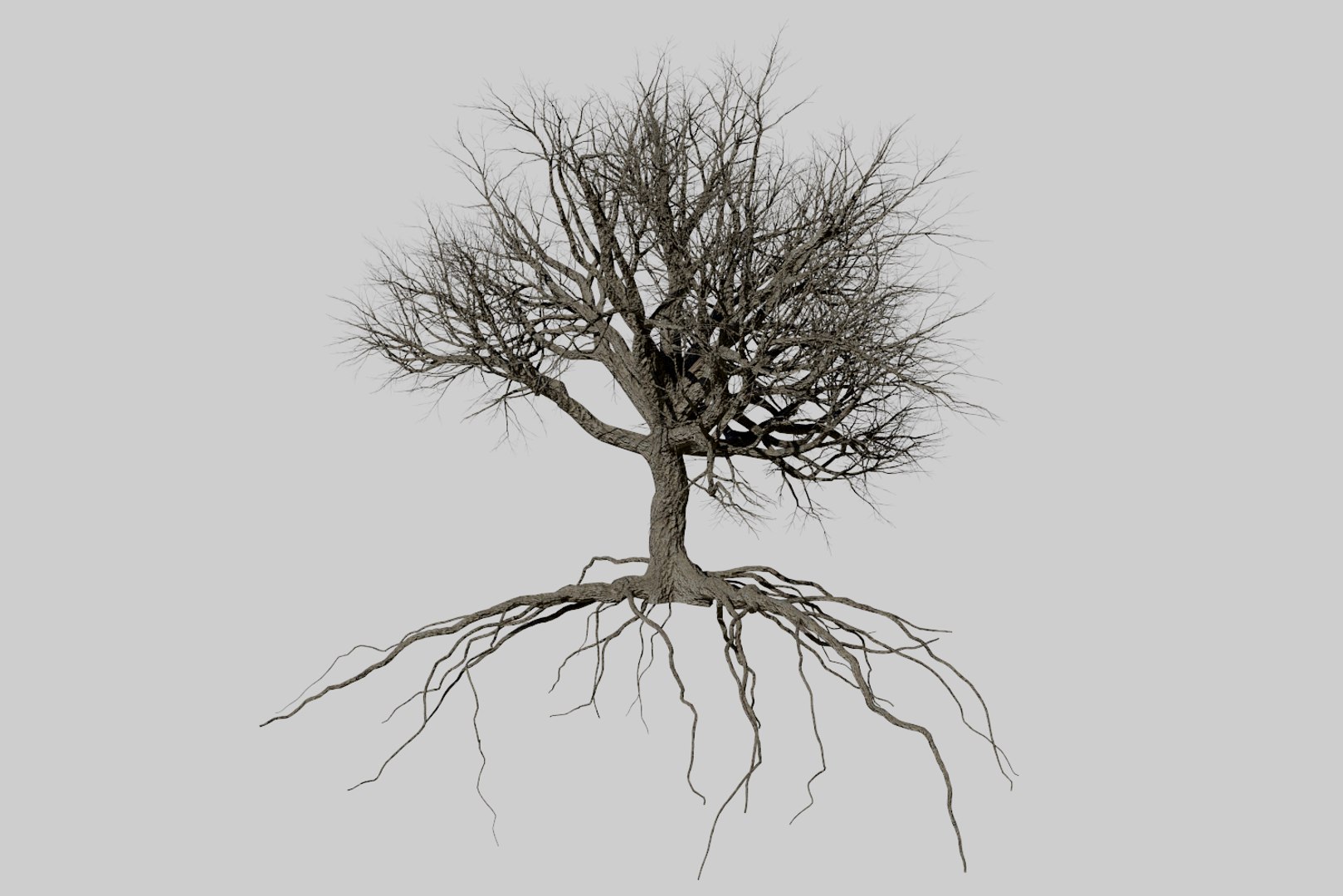 3D Oak Dry 4 Tree - TurboSquid 1392968