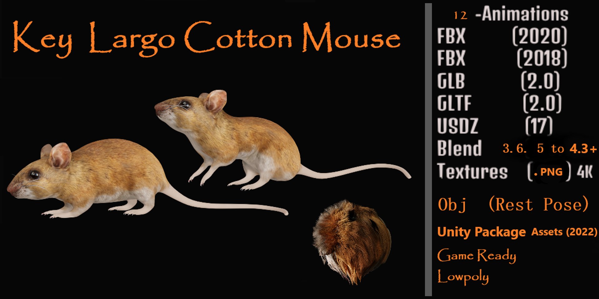 3D Key Largo Cotton Mouse Model - TurboSquid 2330454