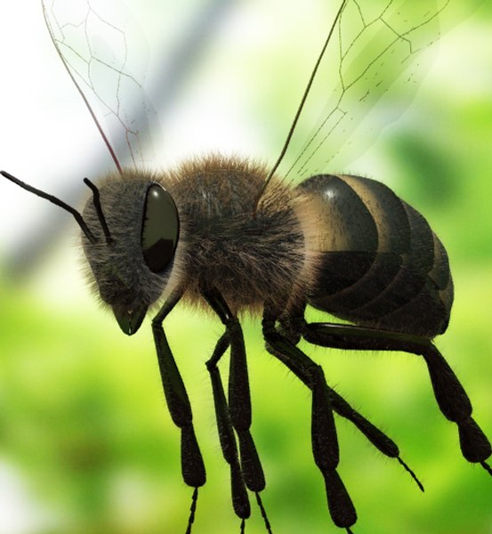 Invertebrate 3D Models for Download | TurboSquid