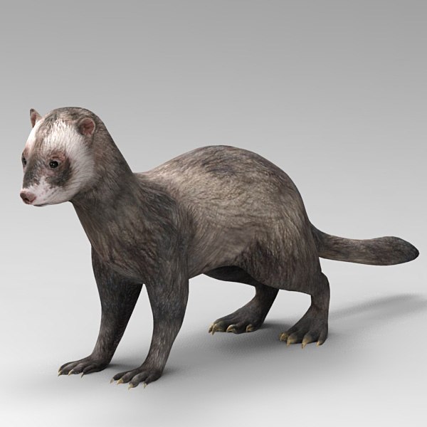 Mongoose 3D Models for Download | TurboSquid