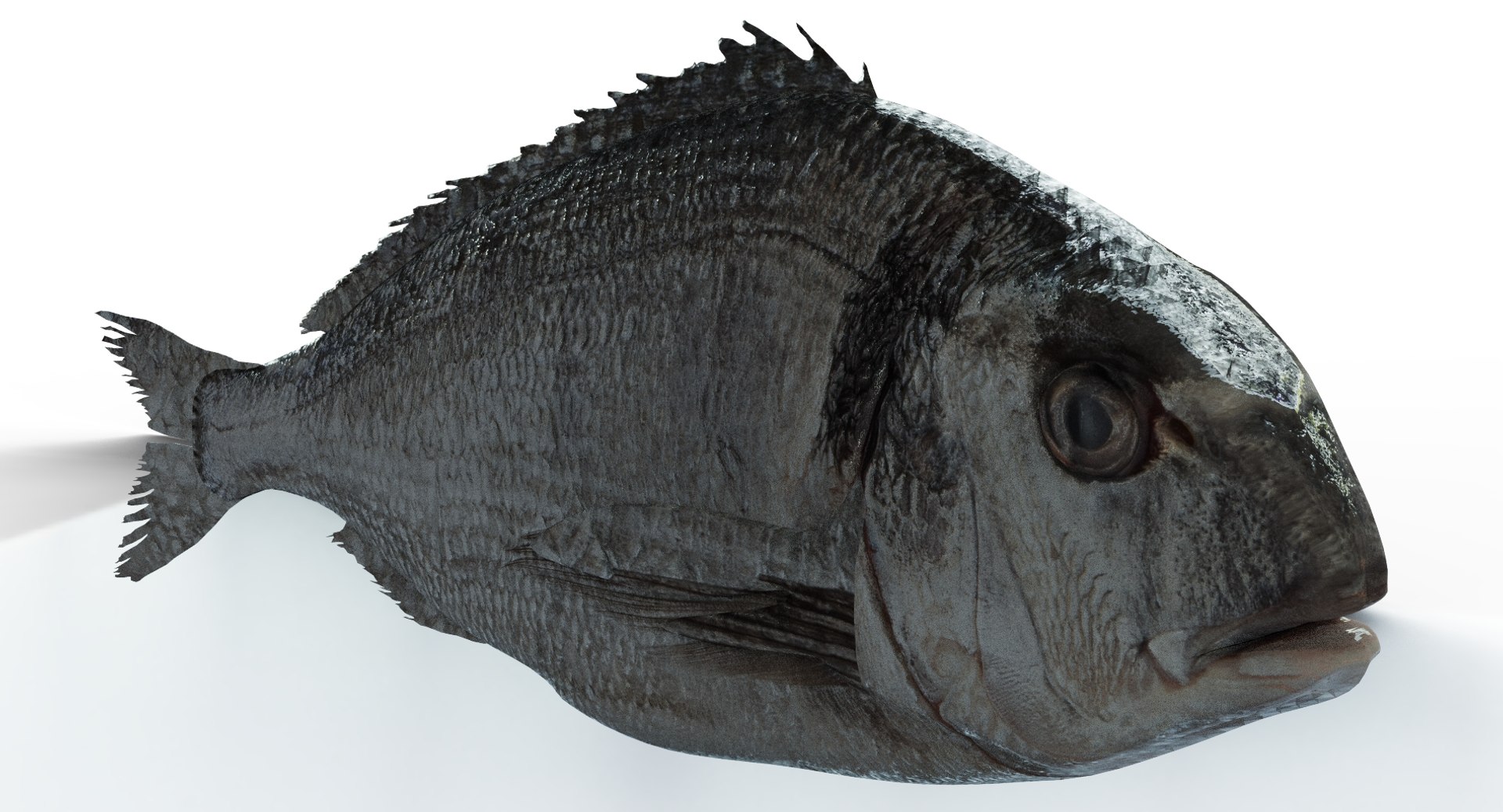 Realistic fish animate 3D - TurboSquid 1384940