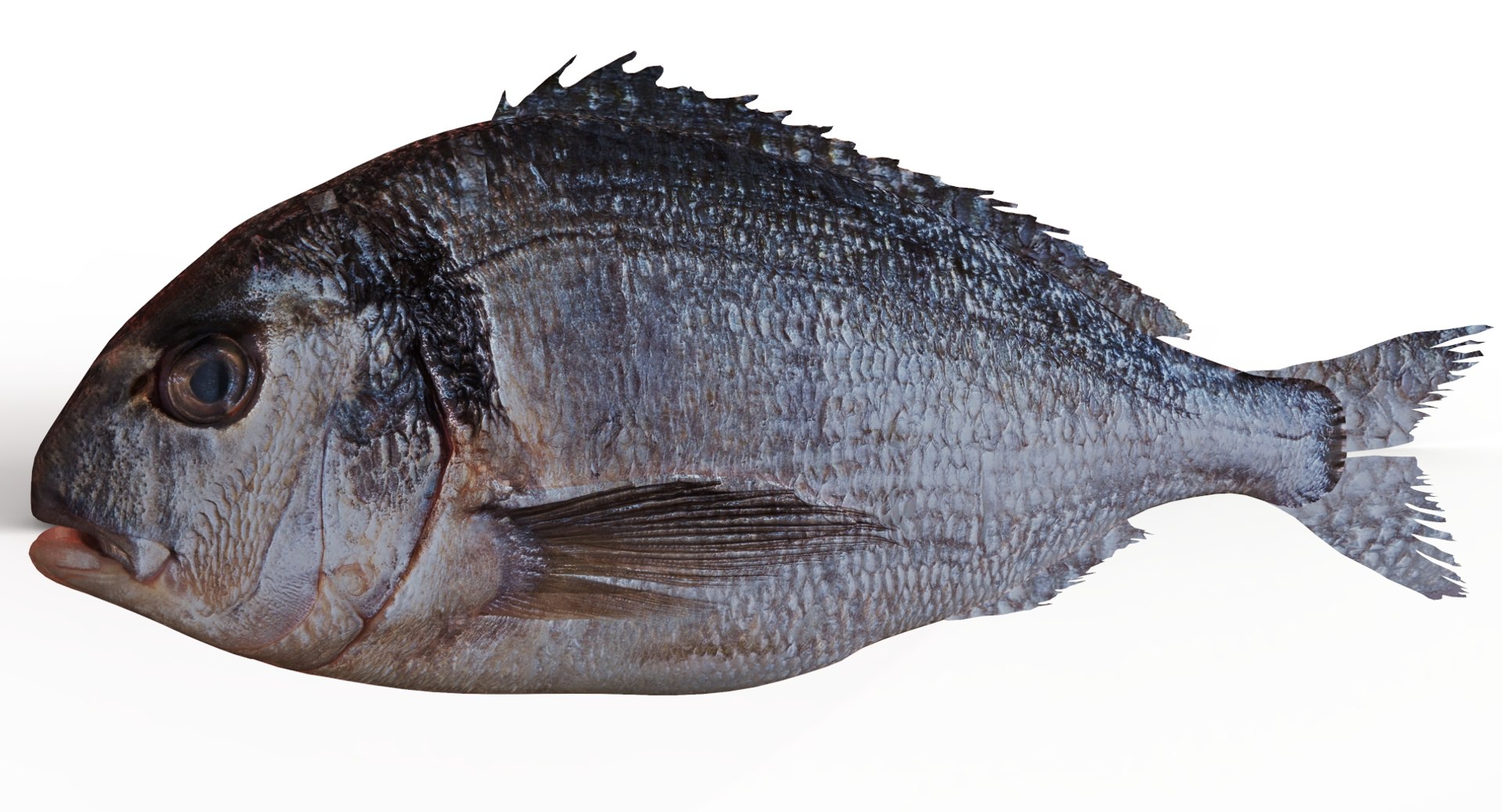 Realistic fish animate 3D - TurboSquid 1384940