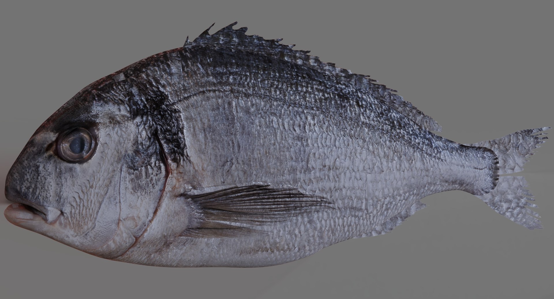 Realistic fish animate 3D - TurboSquid 1384940