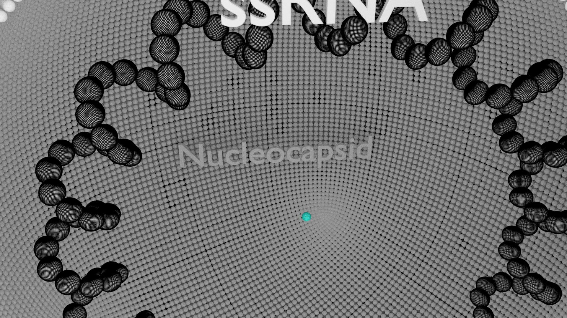 3D corona virus cut section model - TurboSquid 1564831